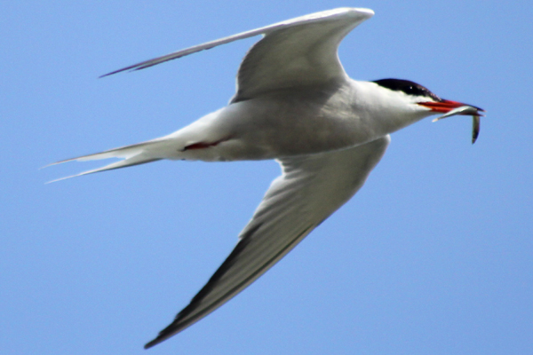Food-Carrying Common Terns - 10,000 Birds
