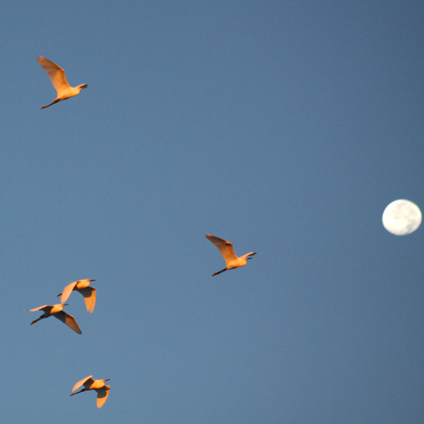 Bird Haiku - 10,000 Birds