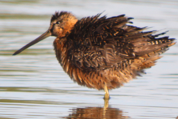 Cooperative Long-billed Dowitcher - 10,000 Birds