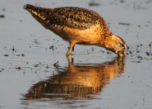 Cooperative Long-billed Dowitcher - 10,000 Birds