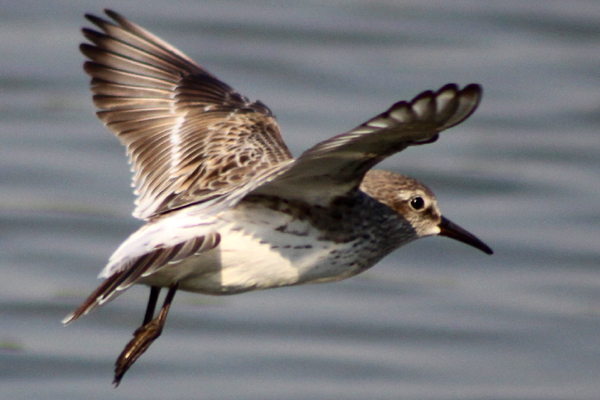 White-rumped Sandpiper Calidris fuscicollis - 10,000 Birds