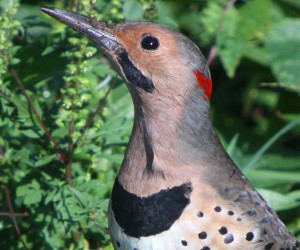 The Polka Dot Woodpecker - 10,000 Birds