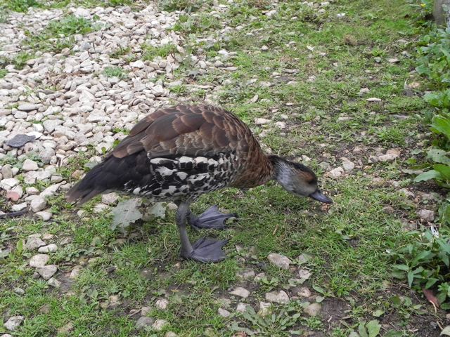 Weird Waterfowl at WWT Slimbridge - 10,000 Birds