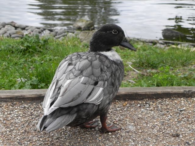 Weird Waterfowl at WWT Slimbridge - 10,000 Birds