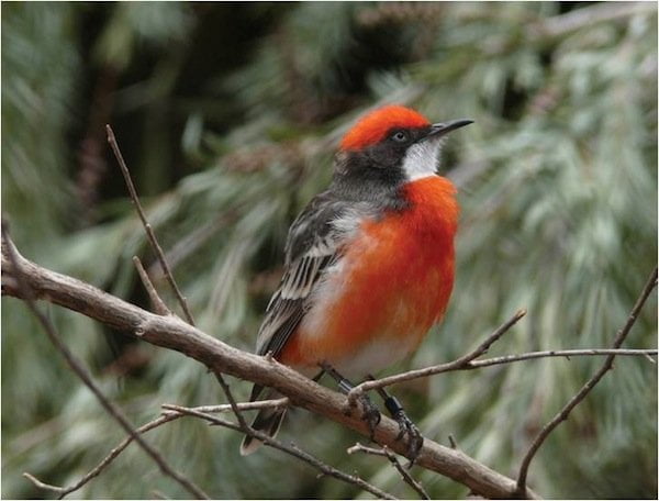 Birding the Red Centre of Australia - 10,000 Birds
