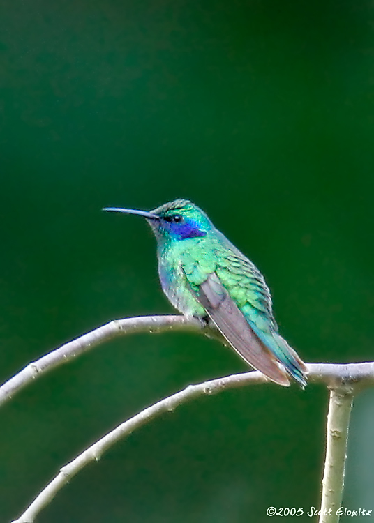 Rare Hummingbirds in New Jersey - 10,000 Birds
