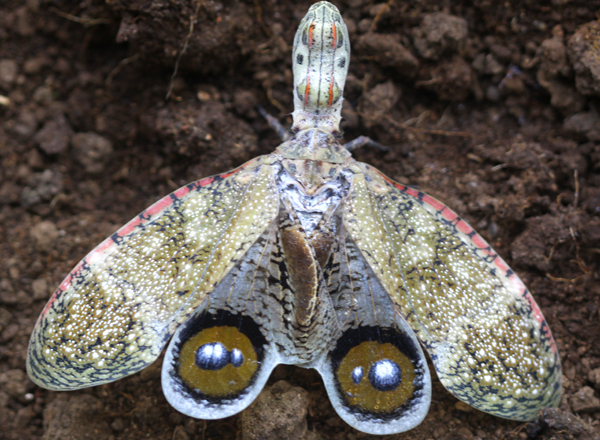 Machaca Fulgora lampetis - 10,000 Birds