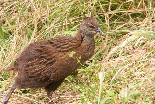 Scenes of Kapiti - 10,000 Birds