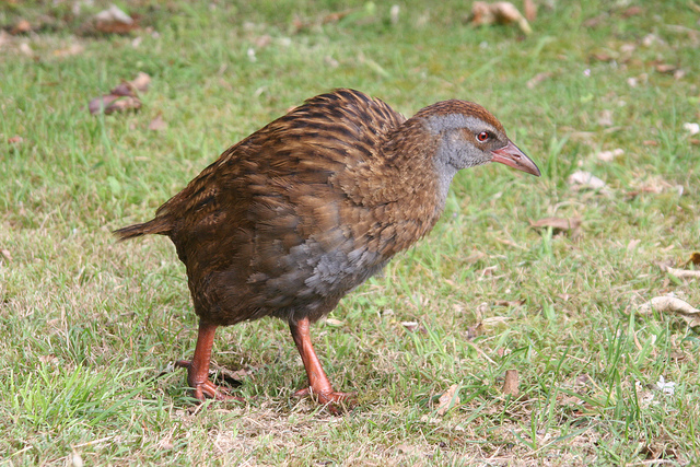 Kokako and Kaka on Kapiti - 10,000 Birds