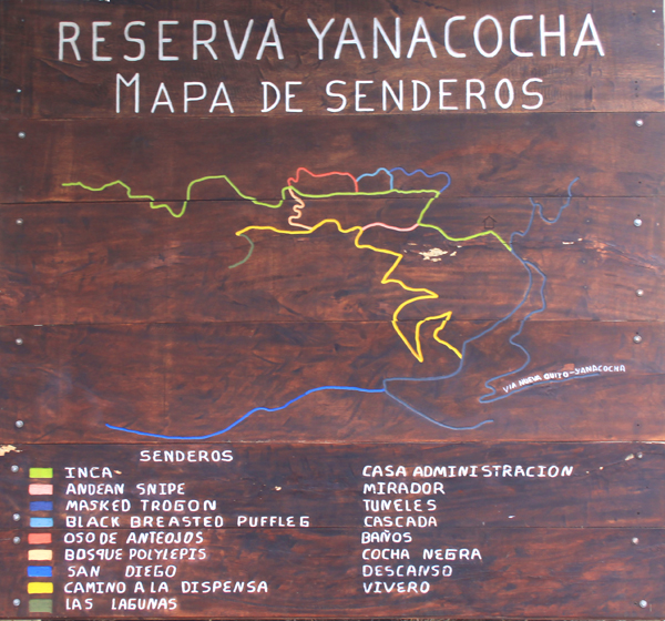 The Fog of Yanacocha Preserve - 10,000 Birds