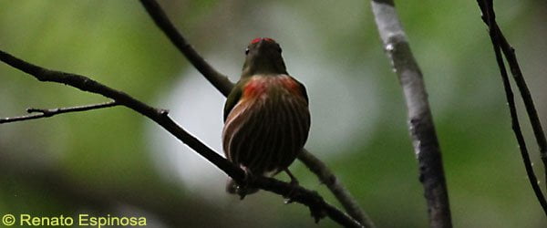 Manakin Tour Ecuador Part 1 - 10,000 Birds