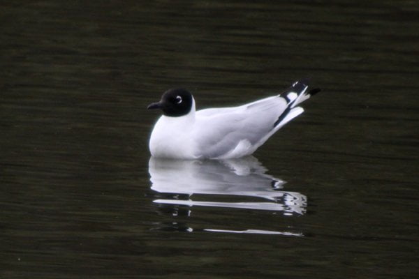 Birding Antisana Ecological Reserve - 10,000 Birds