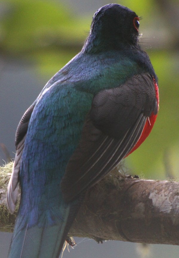 Birding Guango Lodge - 10,000 Birds