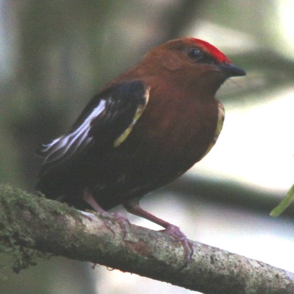 Club-winged Manakin at Milpe Bird Sanctuary - 10,000 Birds