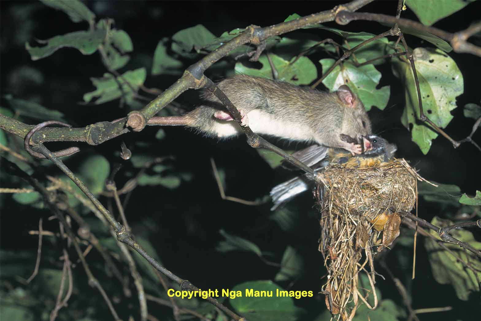 Enter the Rat - 10,000 Birds