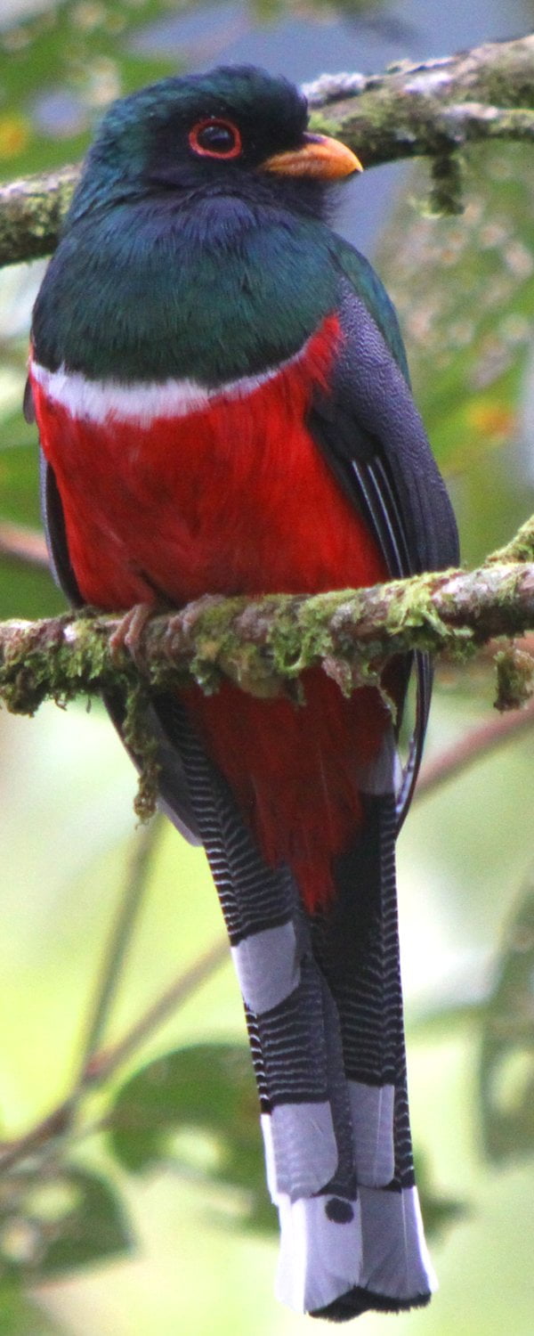 Birding Cabañas San Isidro - 10,000 Birds