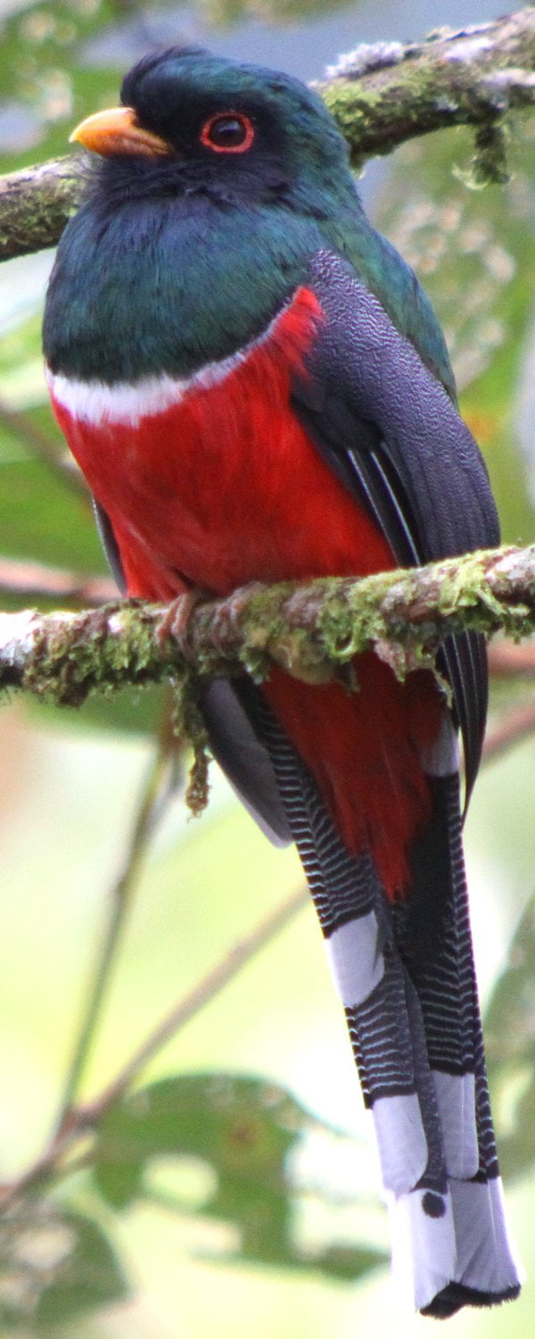 Birding Cabañas San Isidro - 10,000 Birds