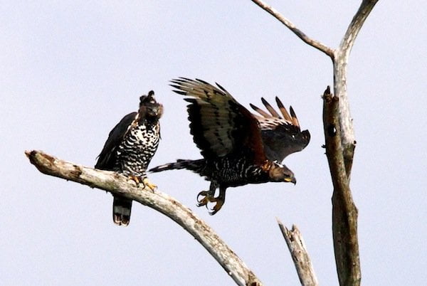 Hunting for Harpies - 10,000 Birds