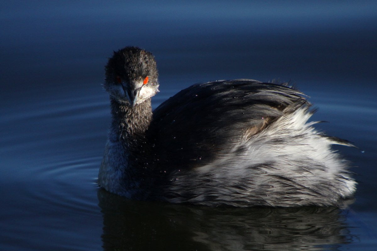 Birds of Bolsa Chica - 10,000 Birds
