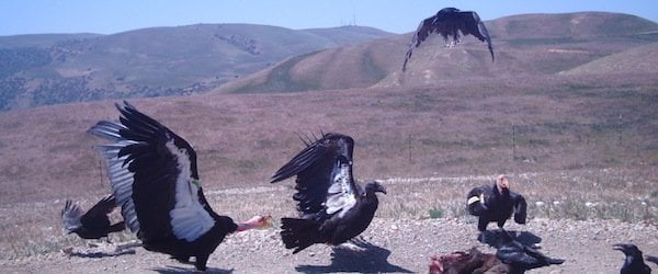Catching Condors - 10,000 Birds