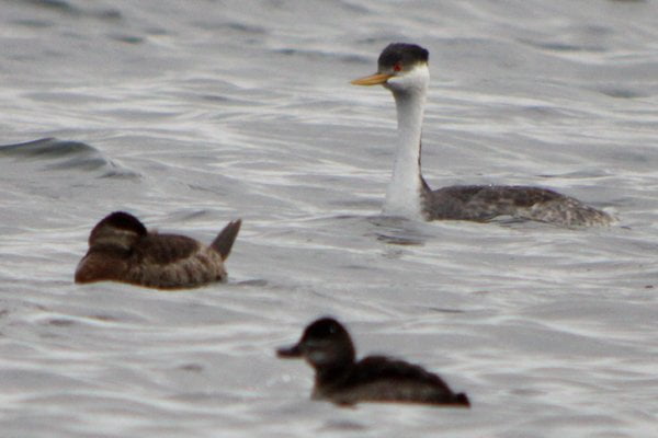 Birding Lake Perris - 10,000 Birds