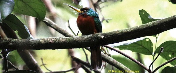 Jacamars in Ecuador - 10,000 Birds