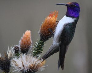 Ecuadorian Hillstar Oreotrochilus chimborazo - 10,000 Birds
