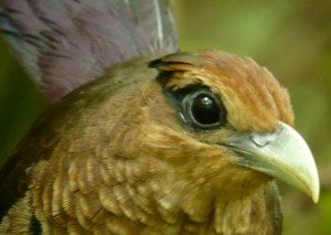 Anticipating Antbirds and Ant Swarms - 10,000 Birds