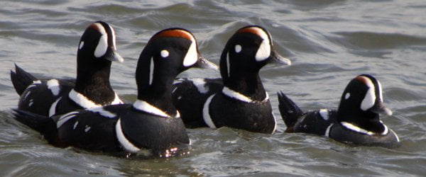 Harlequin Ducks at Point Lookout - 10,000 Birds