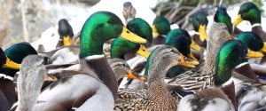 Hybrid Mallards - 10,000 Birds