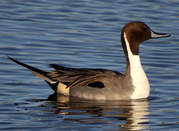 Hybrid Mallards - 10,000 Birds
