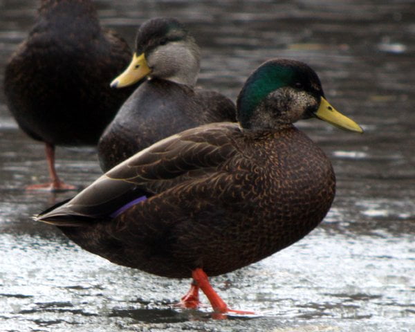 Hybrid Mallards - 10,000 Birds