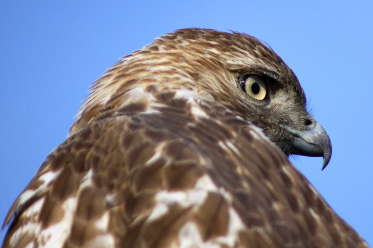 A Young Red-tailed Hawk In Queens - 10,000 Birds