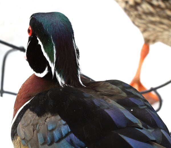 Wood Ducks in Central Park - 10,000 Birds