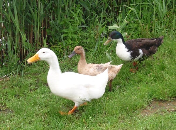 Domestic or Manky Mallards - 10,000 Birds