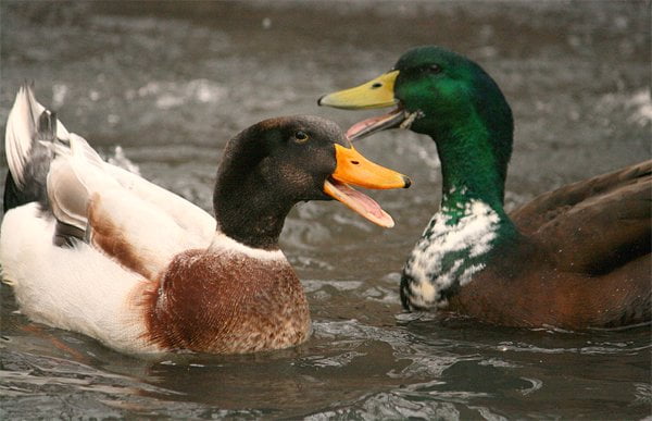 Domestic or Manky Mallards - 10,000 Birds