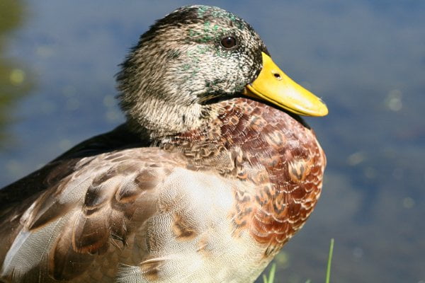 Domestic or Manky Mallards - 10,000 Birds