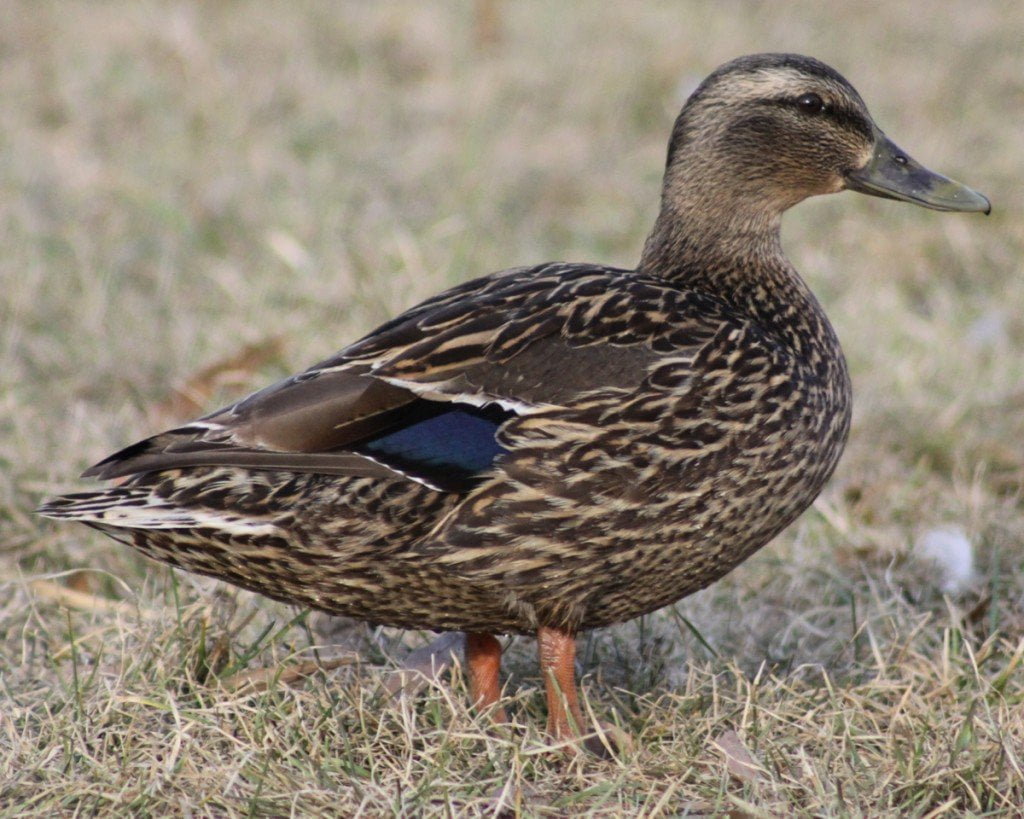 Hybrid Mallards - 10,000 Birds