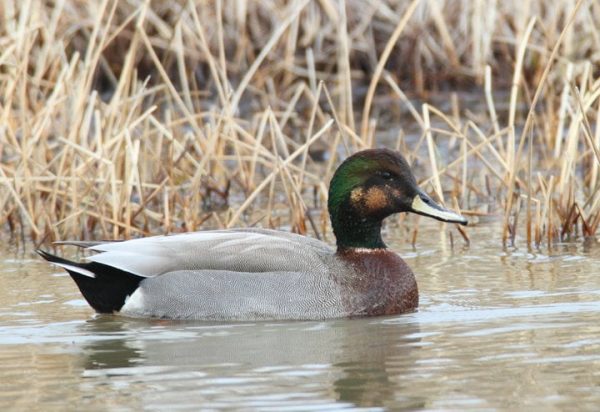 Hybrid Mallards - 10,000 Birds