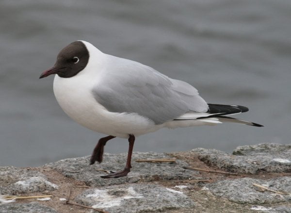 Good Gully: A Birder’s Oddity - 10,000 Birds