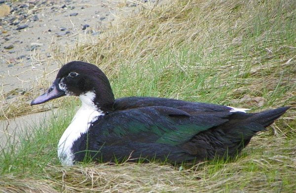 Domestic or Manky Mallards - 10,000 Birds