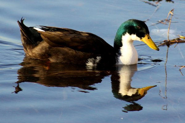 Domestic or Manky Mallards - 10,000 Birds
