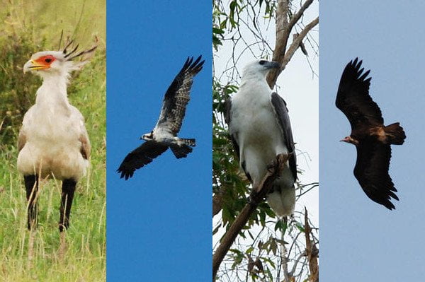 What is a raptor? What you “know” is probably wrong! - 10,000 Birds