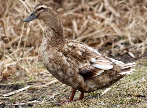Domestic or Manky Mallards - 10,000 Birds