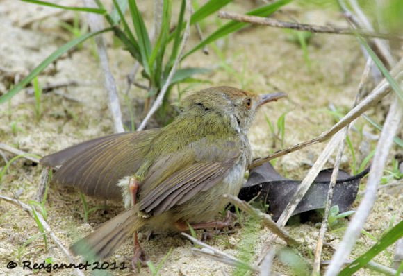 Common Tailorbird - 10,000 Birds