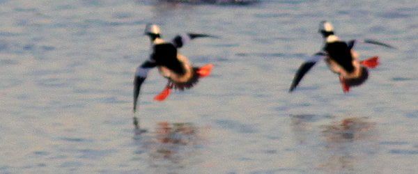 Bufflehead in Flight - 10,000 Birds