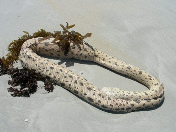 Sea Snakes of Northern Australia - 10,000 Birds
