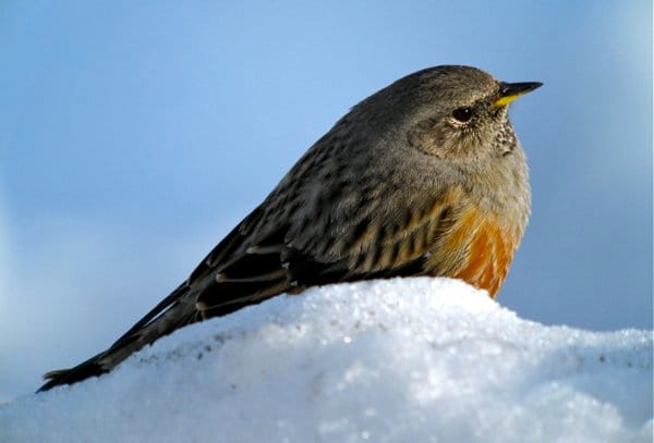 Polygynandry and the Alpine Accentor - 10,000 Birds