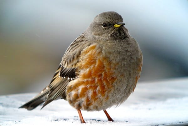 Polygynandry and the Alpine Accentor - 10,000 Birds