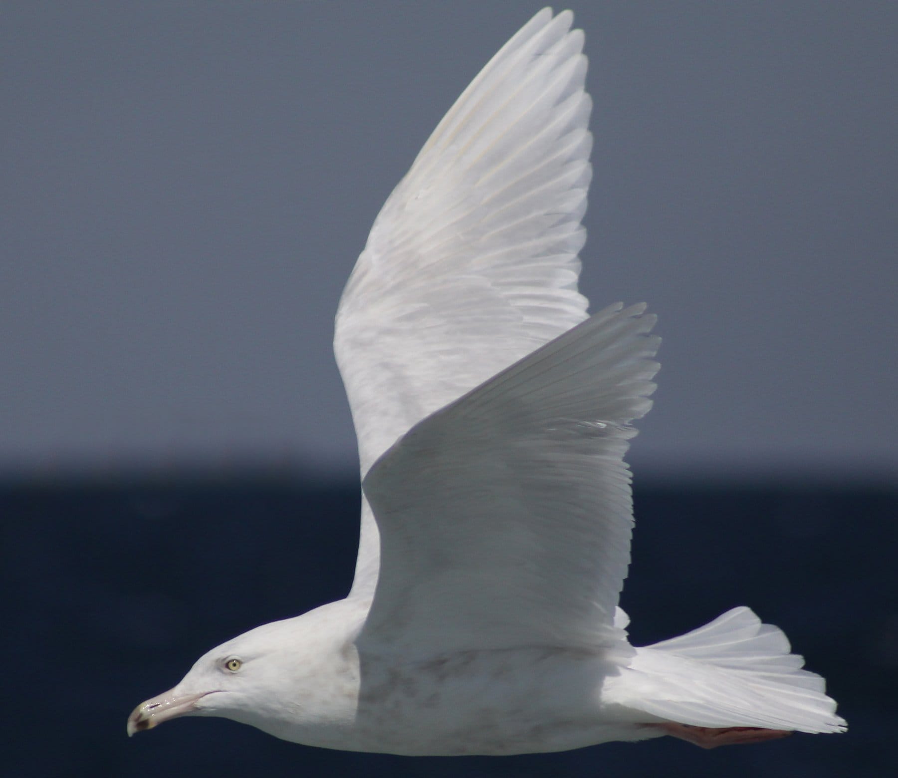 Glaucous Gull Larus hyperboreus - 10,000 Birds Glaucous Gull Larus hyperboreus - 10,000 Birds